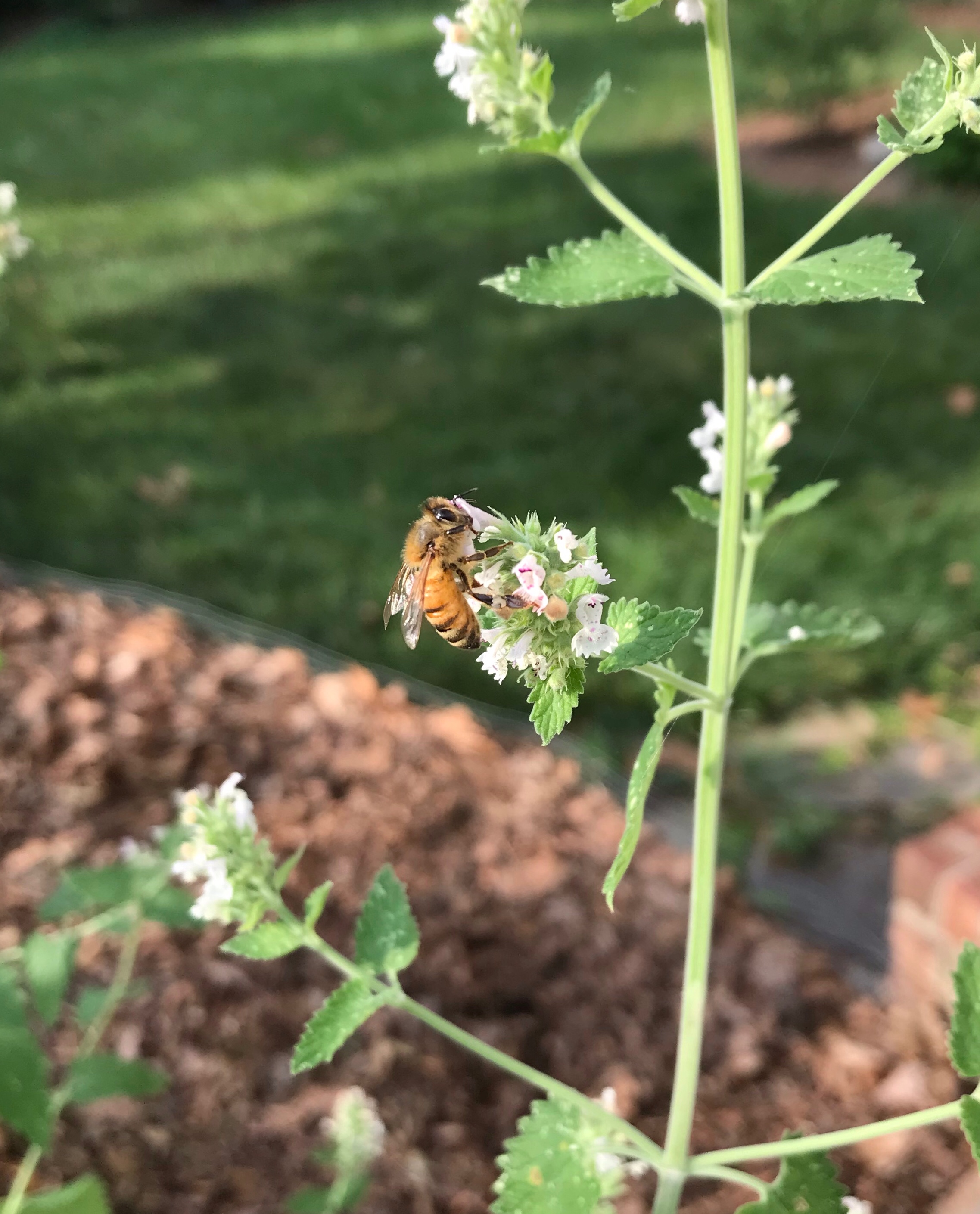 Insects spring to summer | Highways and Hallowed Halls